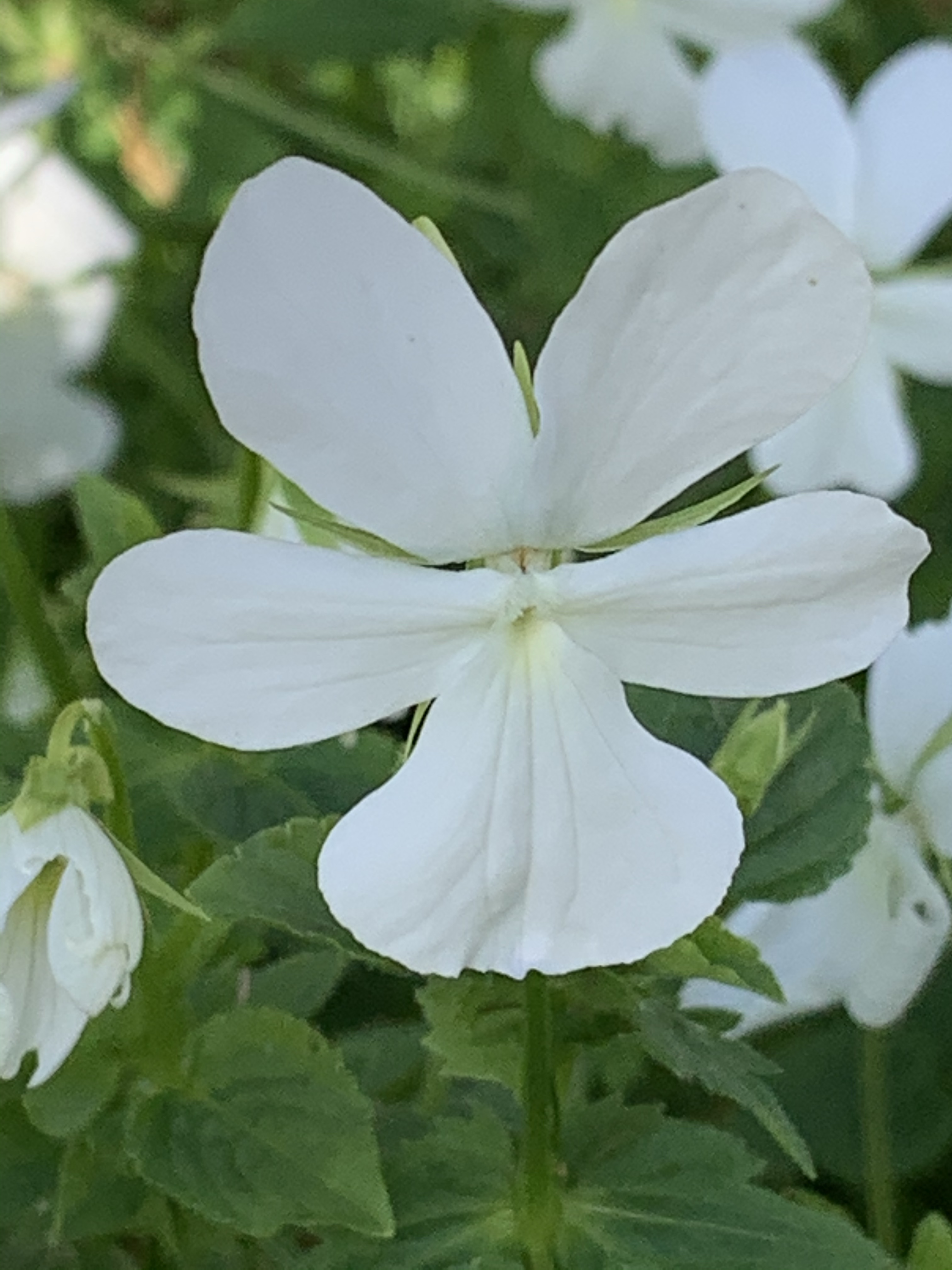 A Moment With The White Viola | The Holly Tree Tales