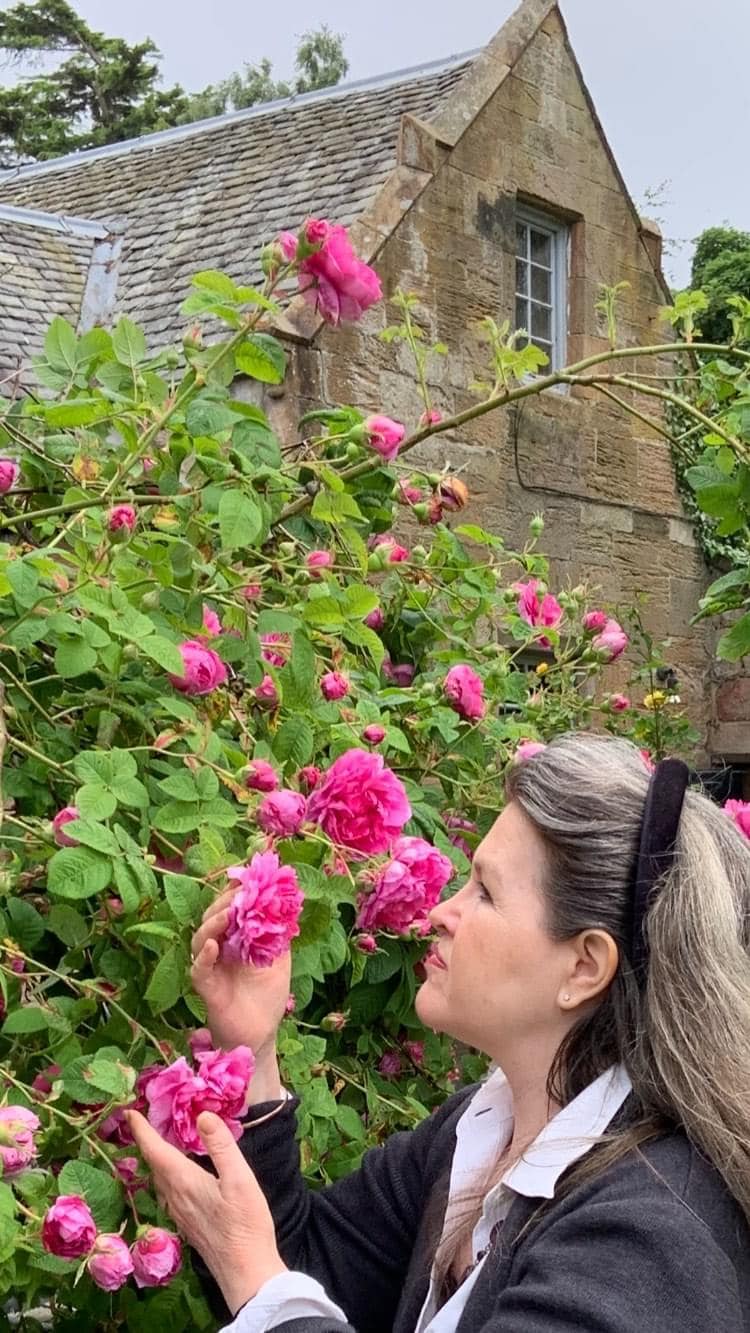 Blessed By The Beauty Of An Old Rose | The Holly Tree Tales